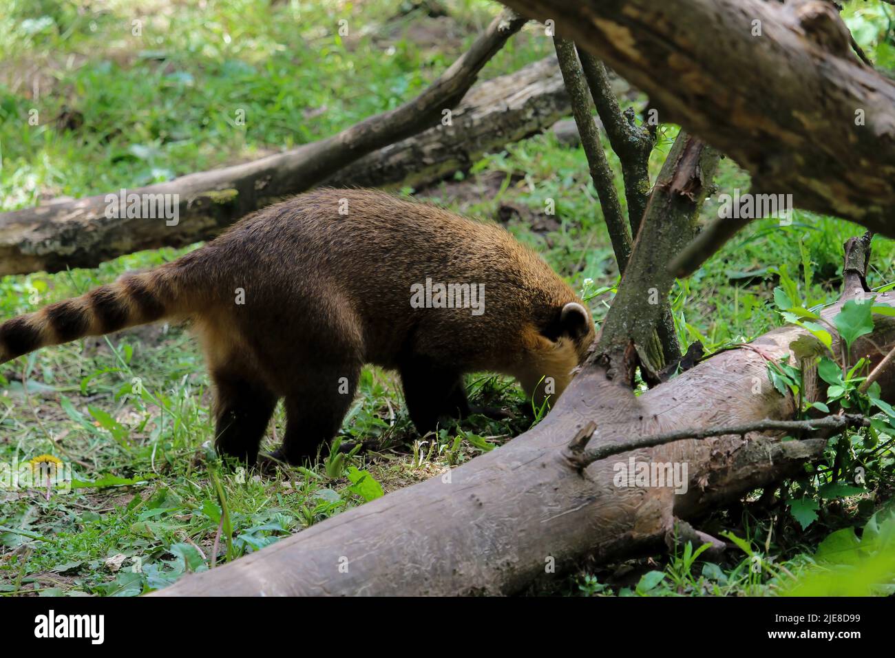 Raccoon coati nosuha Nasua narica in the nature. Raccoon Nasuha narica ...