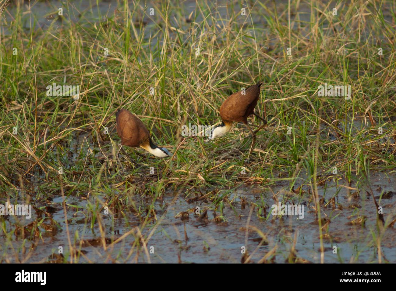 Courtship of African jacanas Actophilornis africanus. Niokolo Koba ...