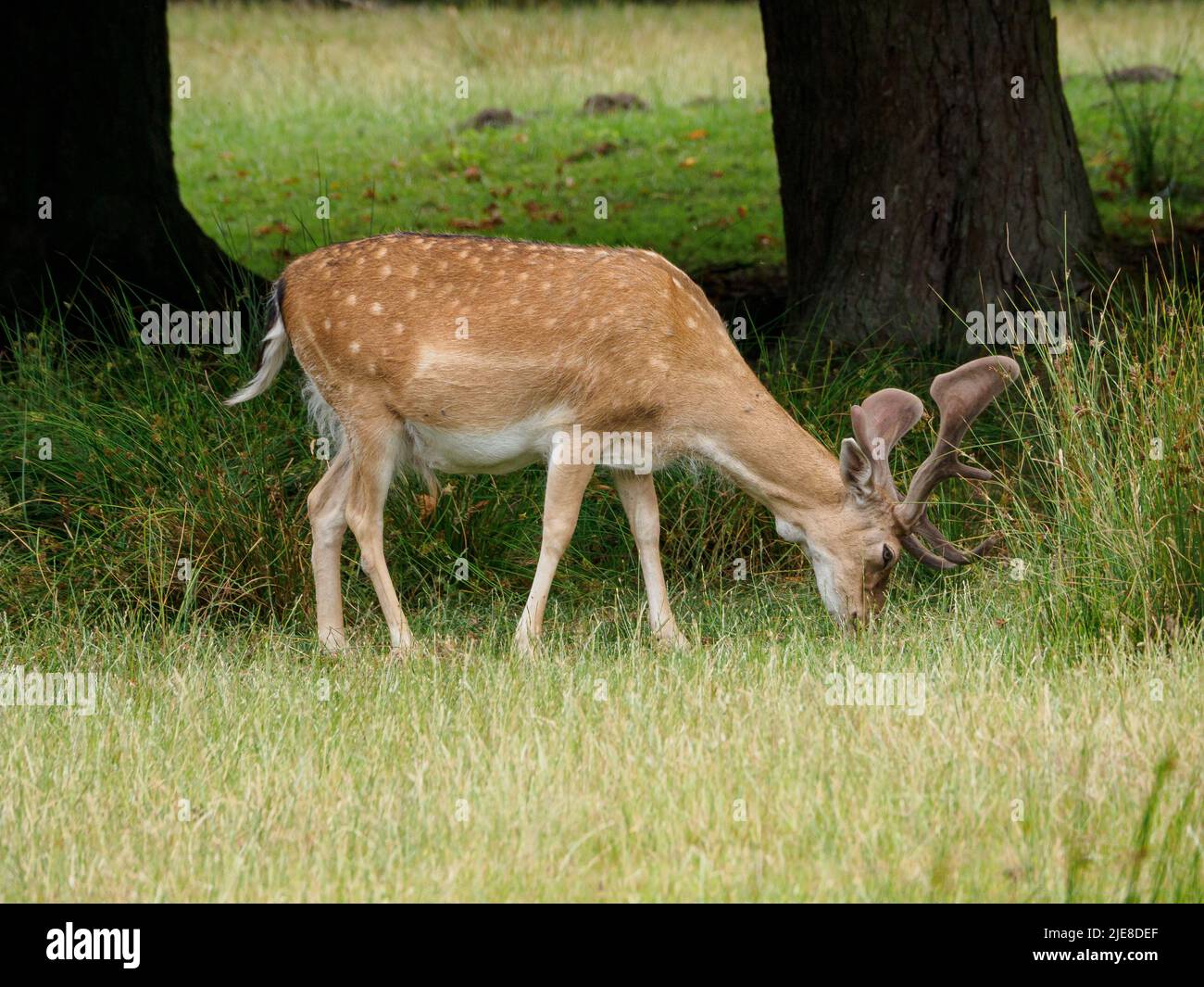 Deers in the german muensterland Stock Photo - Alamy