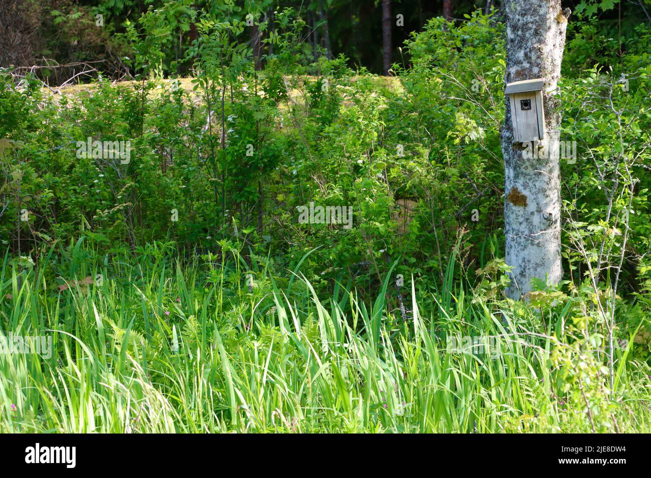 Birch tree house hi-res stock photography and images - Alamy