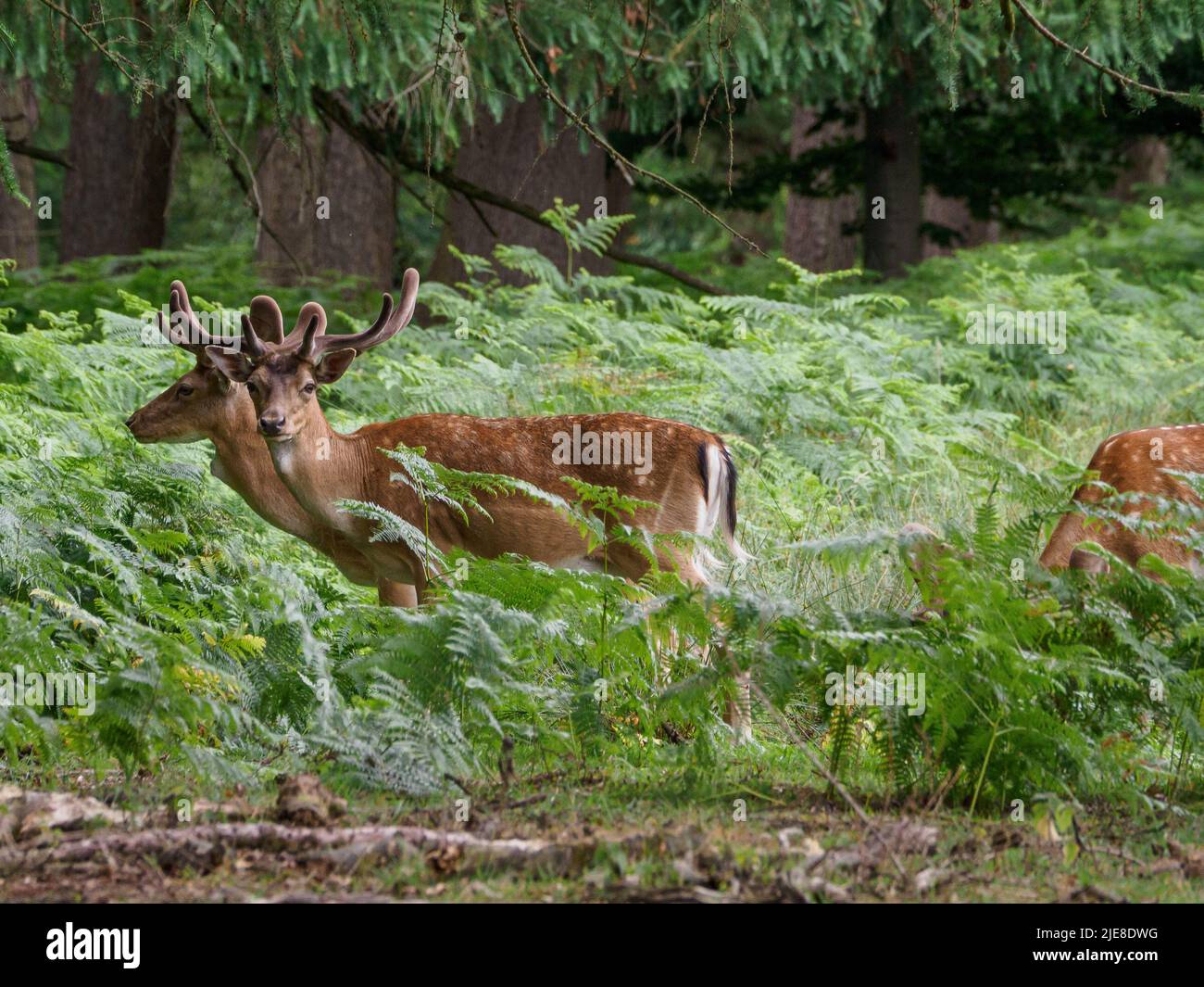 Deers in the german muensterland Stock Photo - Alamy