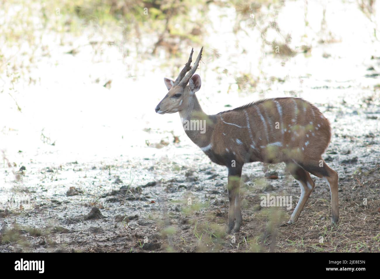 Male bushbuck Tragelaphus scriptus in Niokolo Koba National Park ...