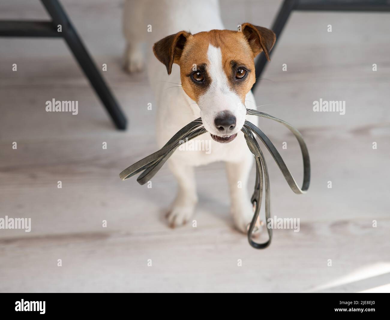 Jack Russell Terrier dog sits under the table with a leash in his teeth ...
