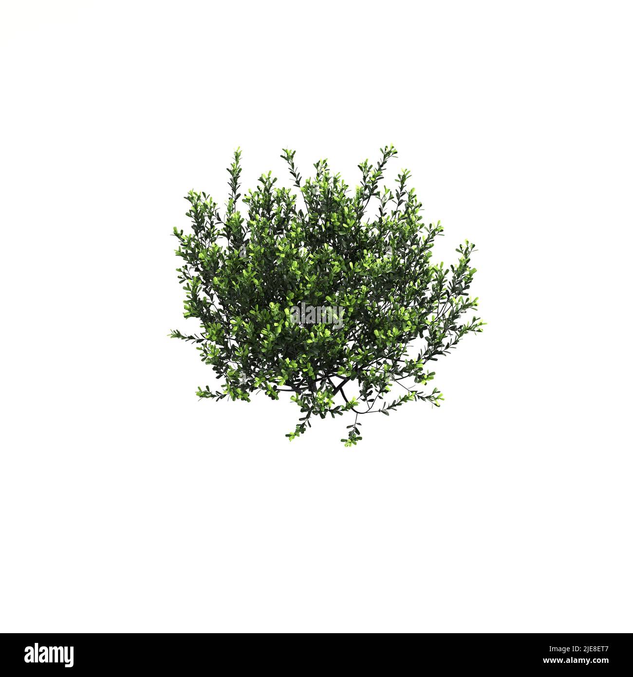 Shrub White Background