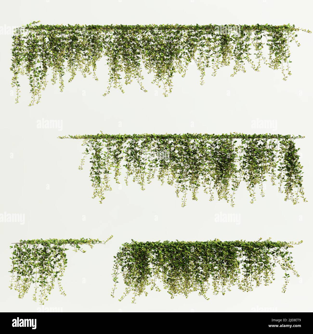 3d illustration of drooping tree isolated on white background Stock ...