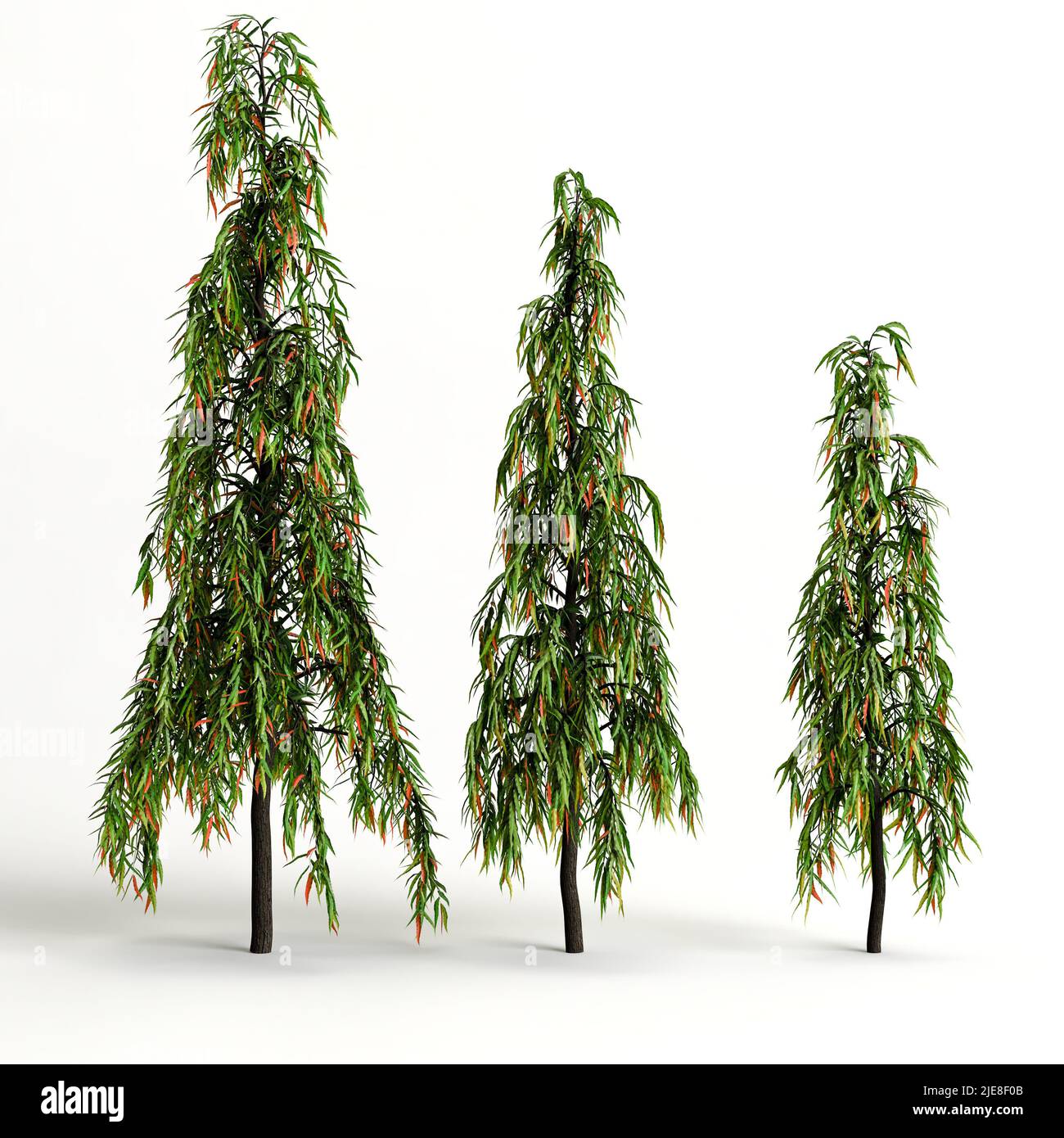 3d illustration of three tree isolated on white background Stock Photo ...