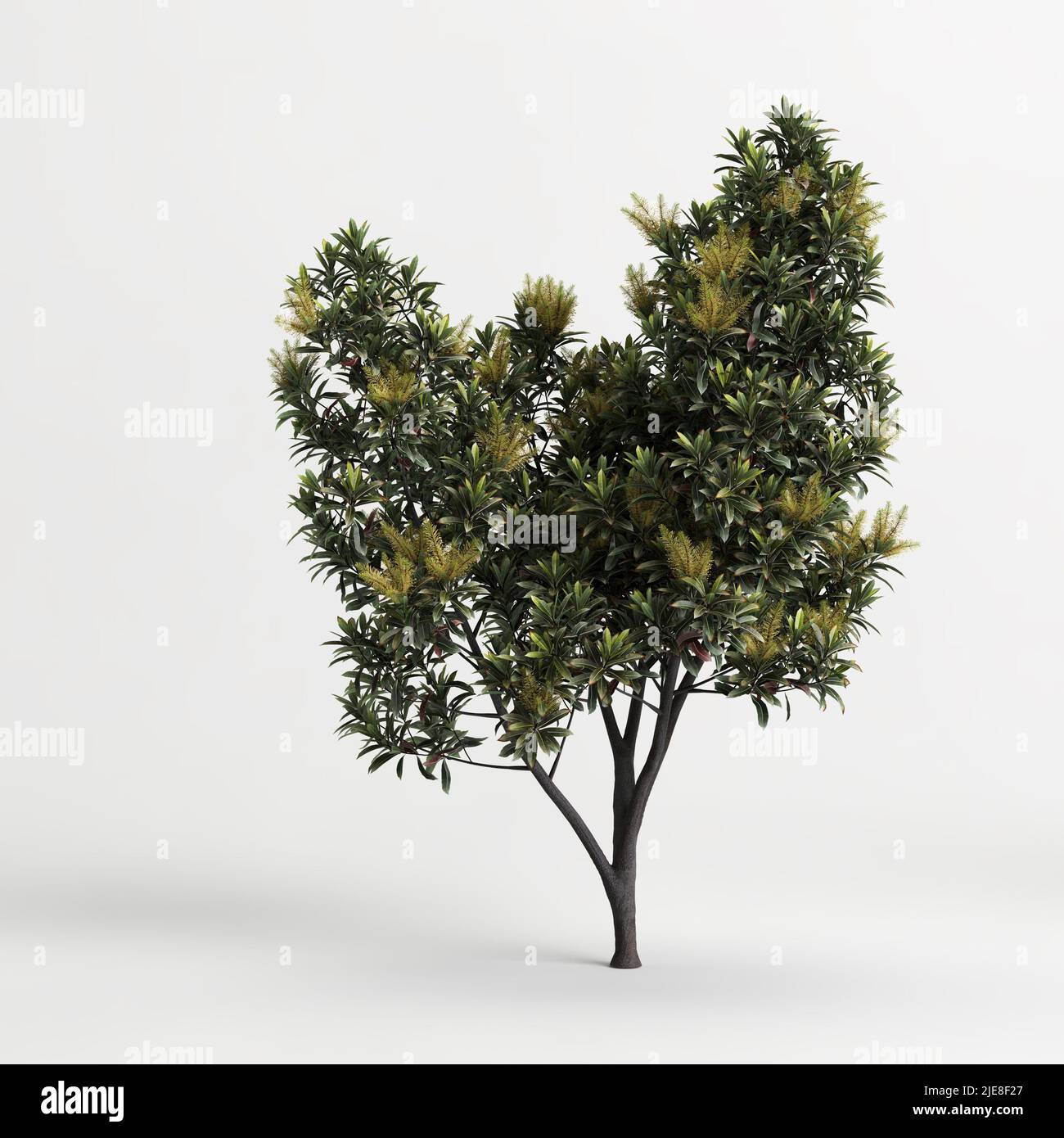 3d illustration of tree isolated on white background Stock Photo - Alamy