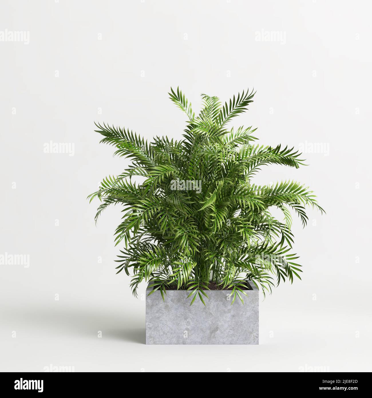 3d illustration of houseplant potted isolated on white background Stock ...