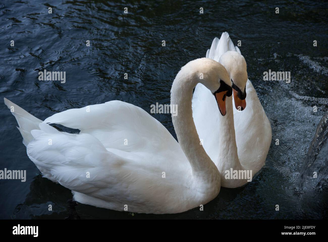 White swan swims on high hi-res stock photography and images - Alamy