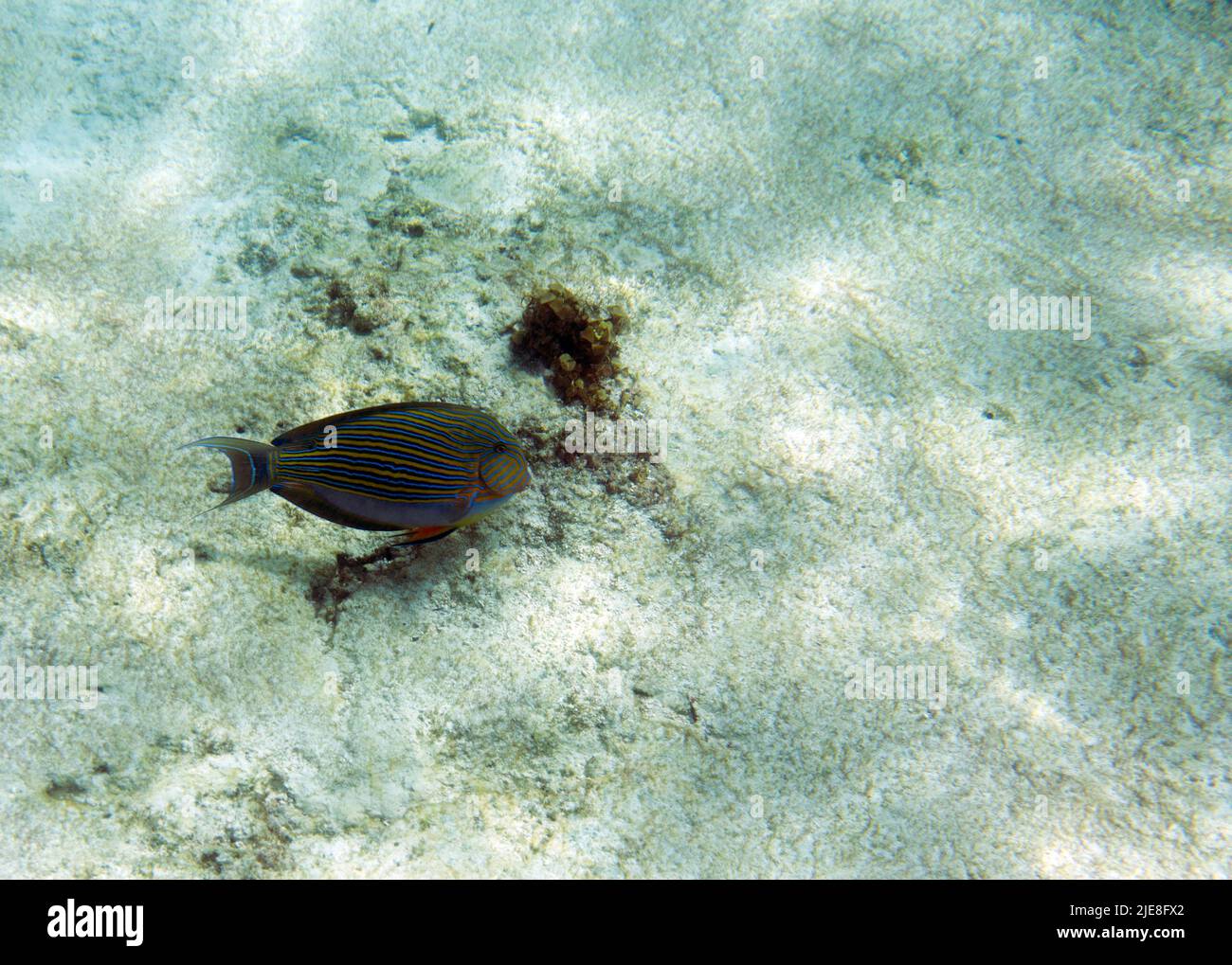 Acanthurus zebra hi-res stock photography and images - Alamy