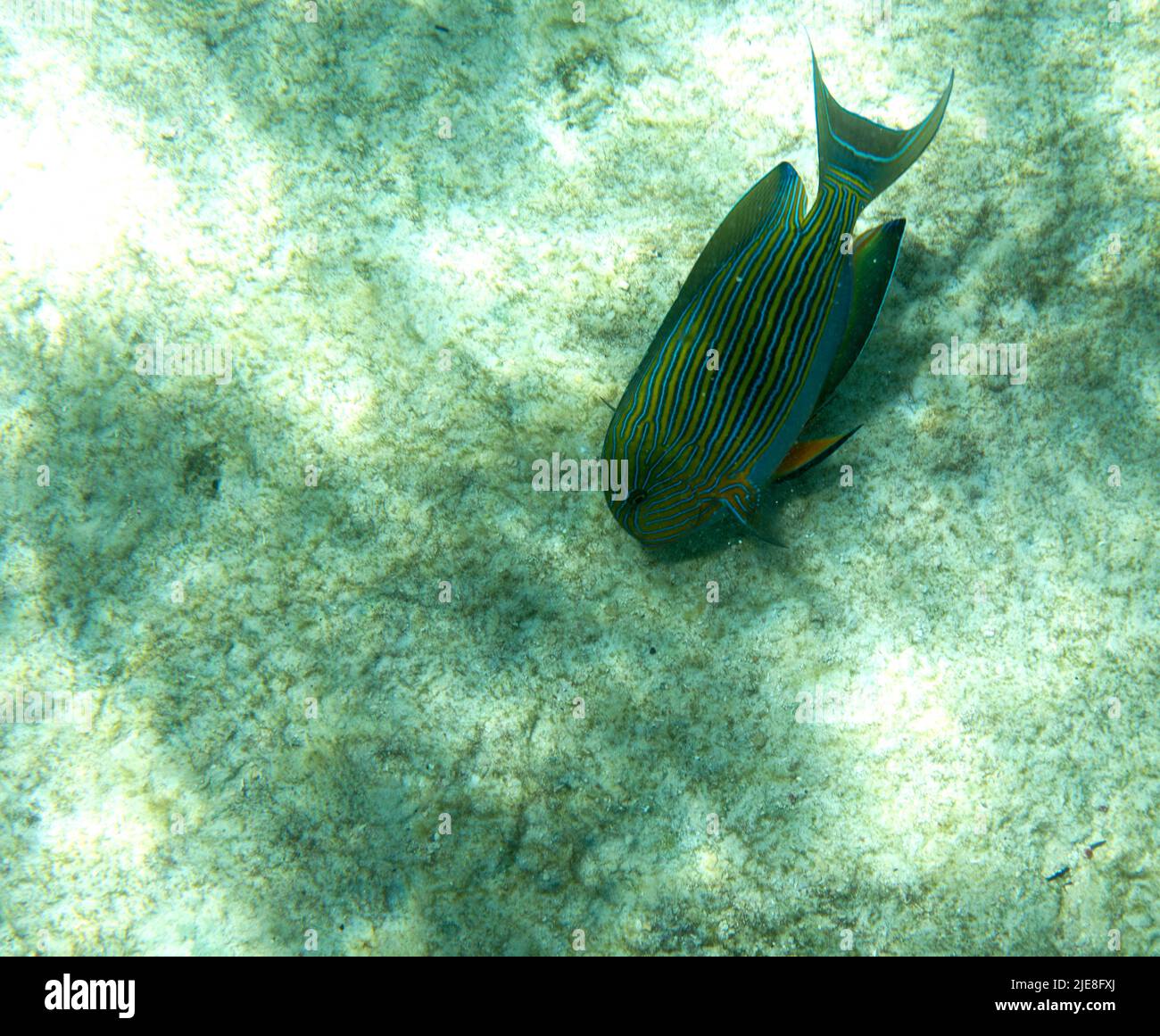 Acanthurus zebra hi-res stock photography and images - Alamy