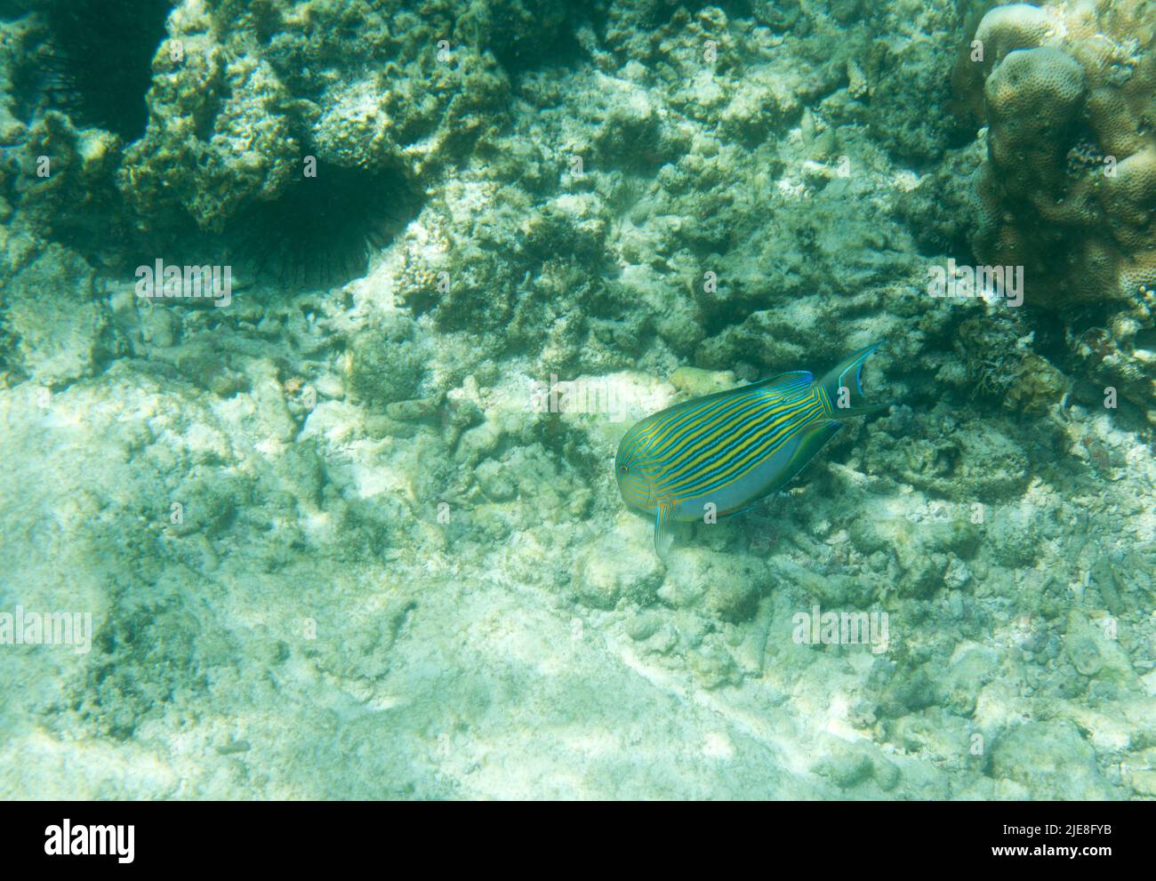 View of Acanthurus lineatus fish in Seychelles Stock Photo - Alamy