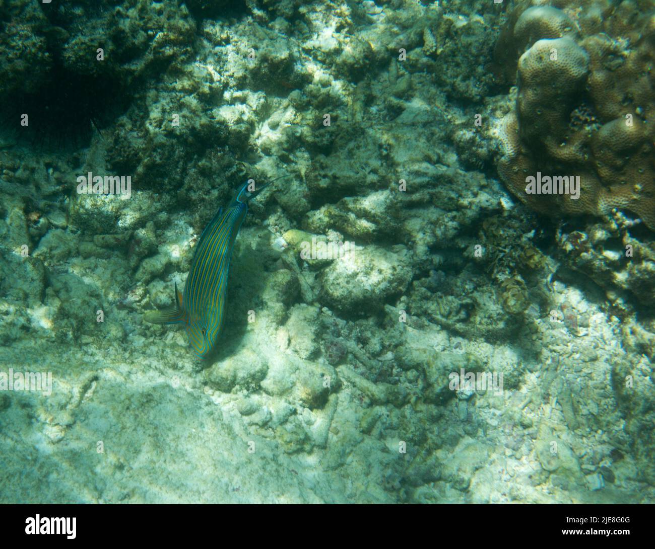 View of Acanthurus lineatus fish in Seychelles Stock Photo - Alamy