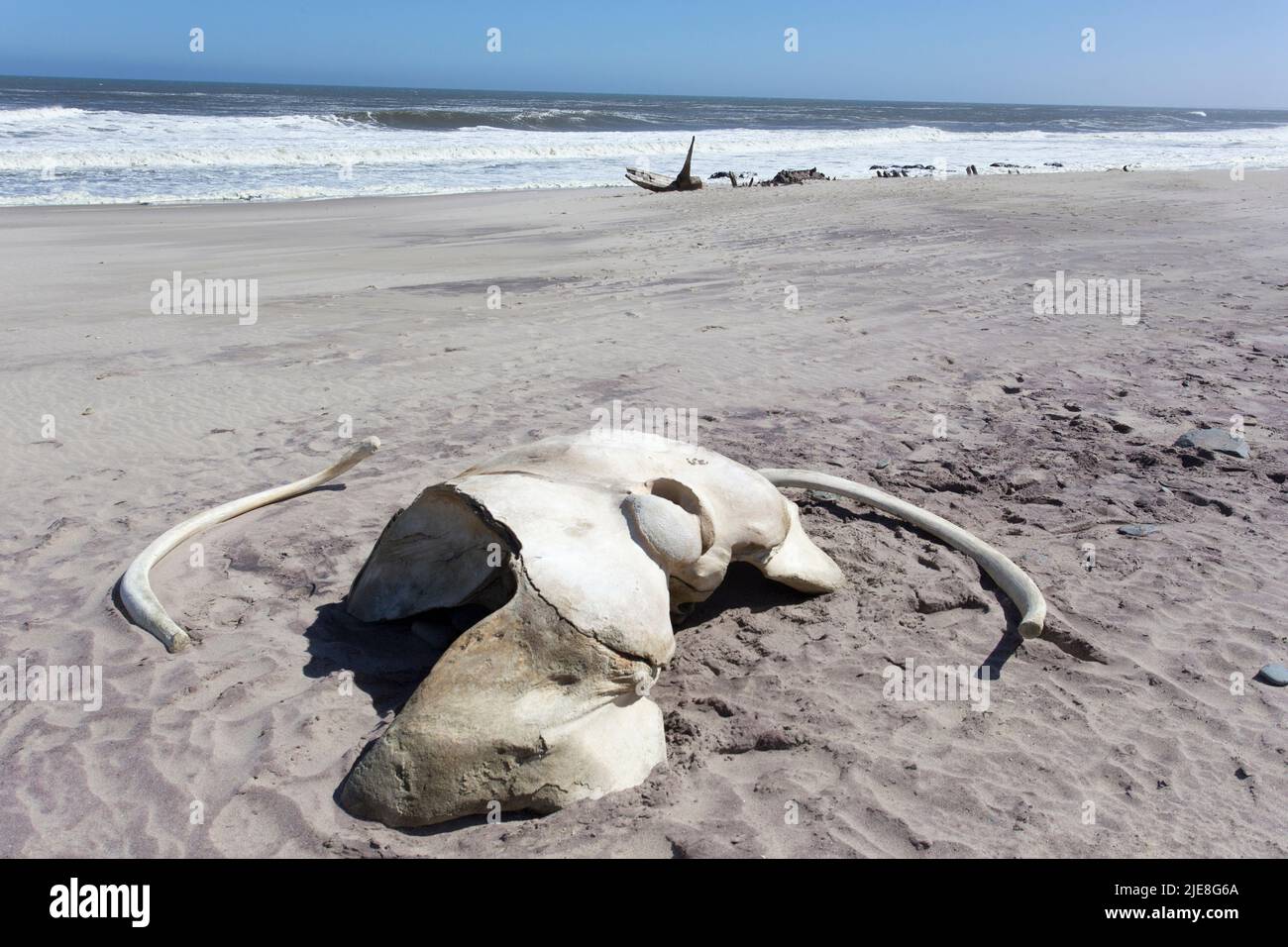 Whale bone africa desert hi-res stock photography and images - Alamy
