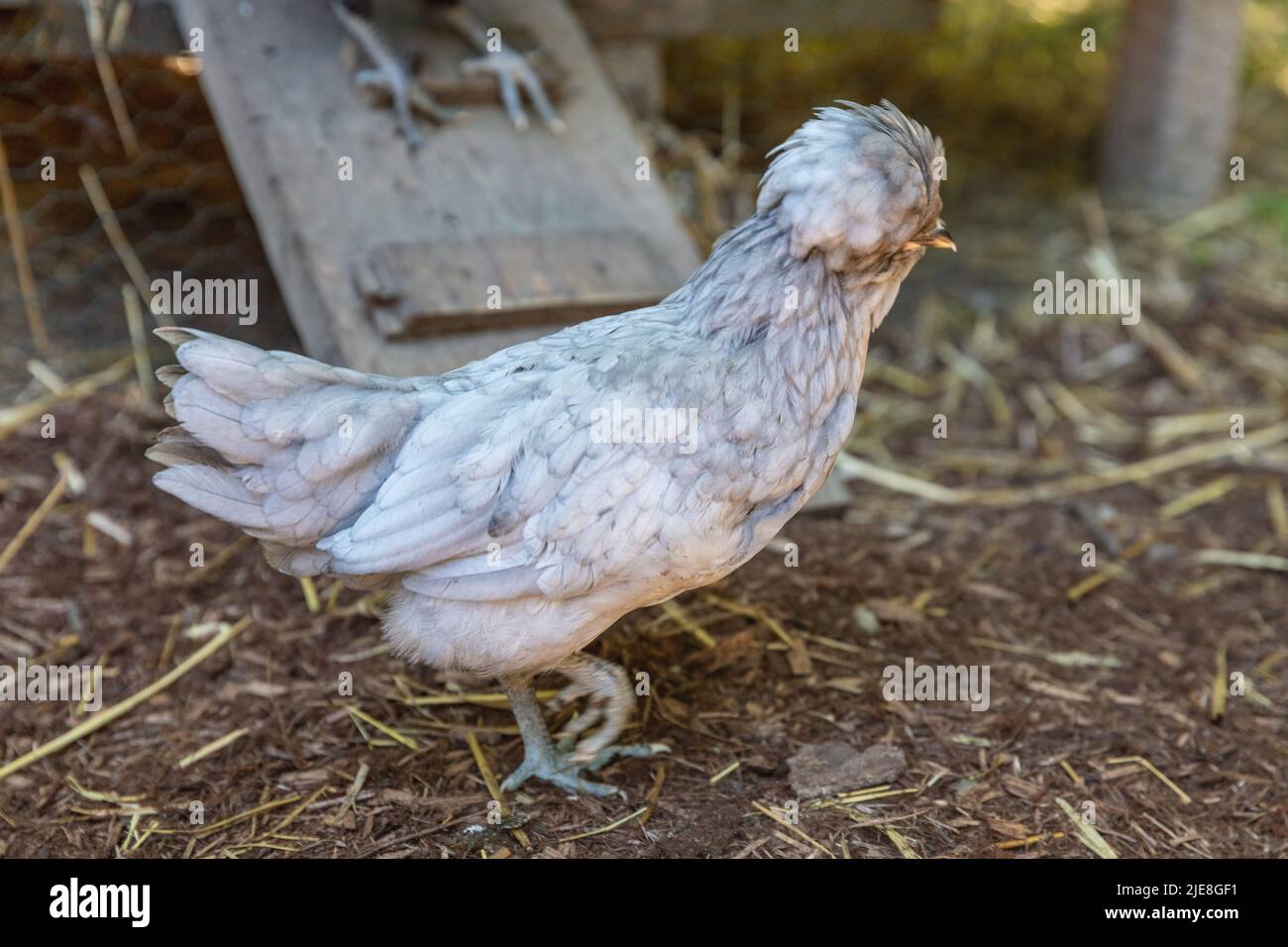 Polish chicken hi-res stock photography and images - Alamy
