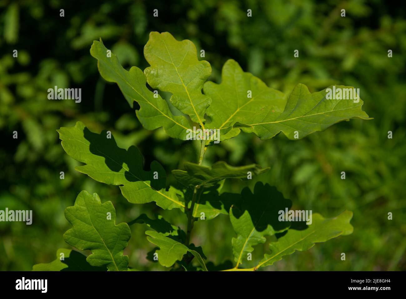 Fresh green oak tree leaves over white background. Natural close-up ...