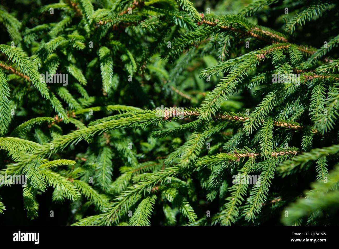 Soft focus and close up of the branches of a green spruce against the ...