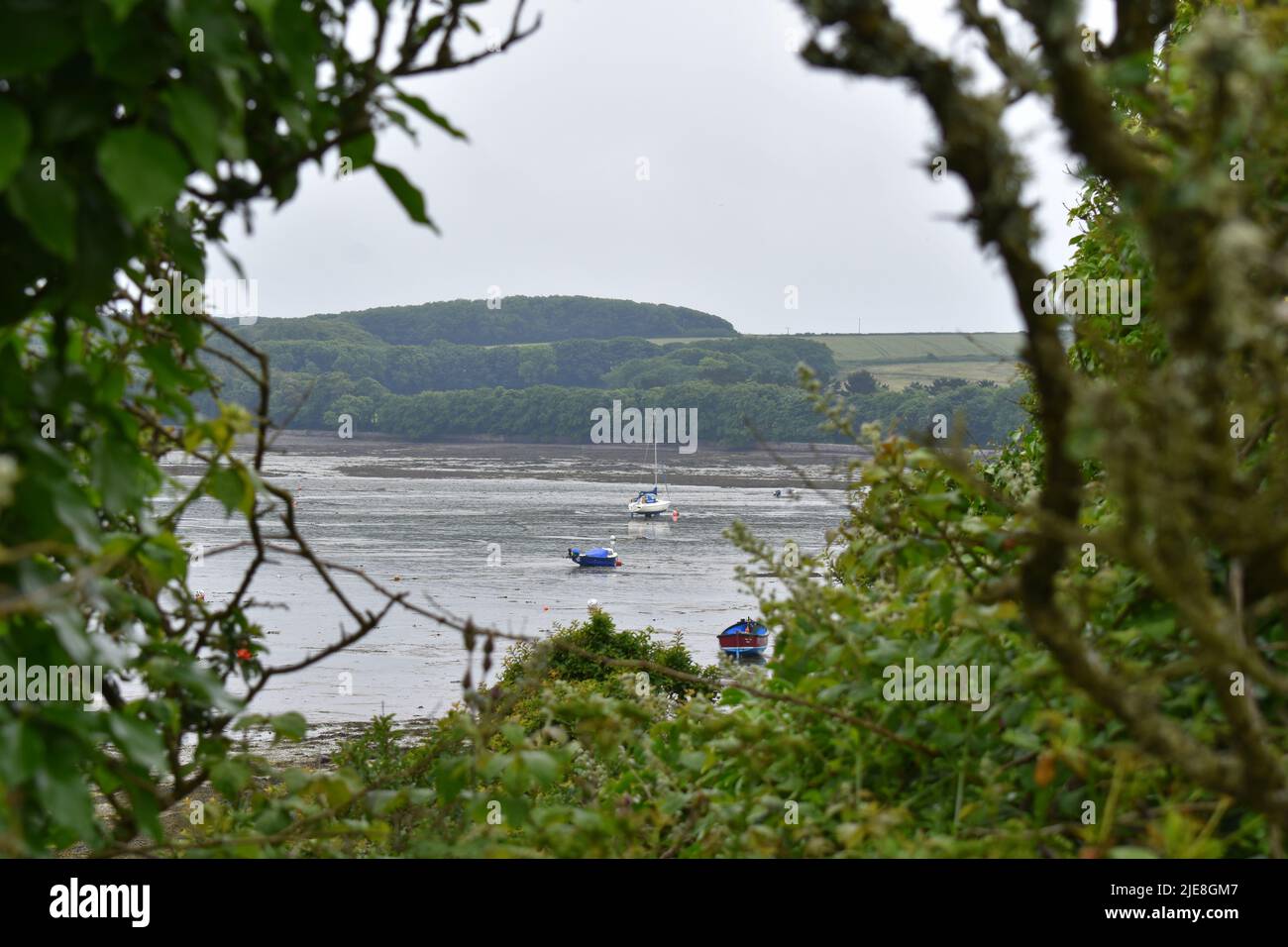 View through the undergrowth of Angle Bay, Angle, Pembrokeshire, Wales ...