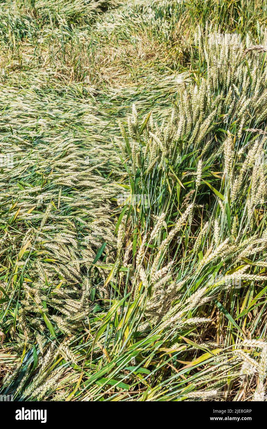 Cornfield with flatenned crops after heavy rainstorm - sud-Touraine ...