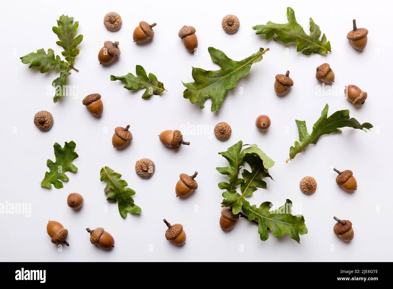 Branch with green oak tree leaves and acorns on colored background ...