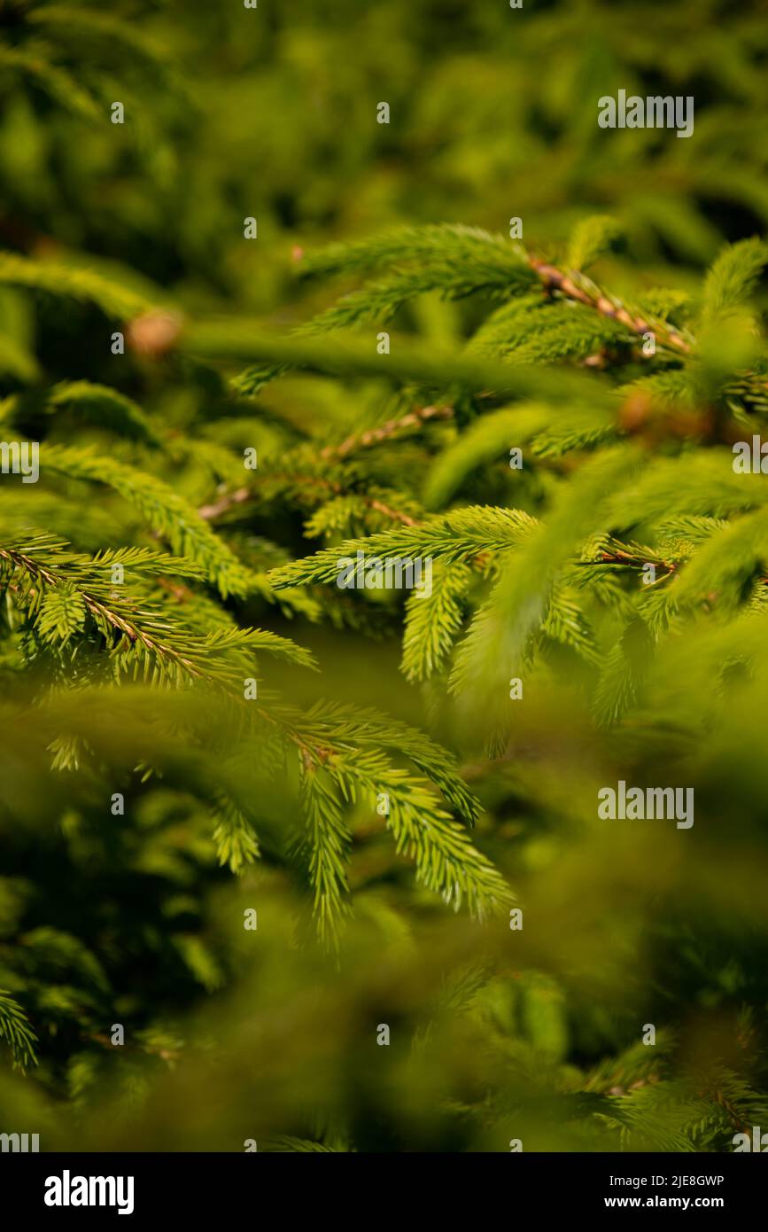 Soft focus and close up of the branches of a green spruce against the ...