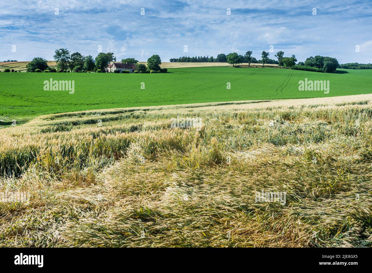 Cornfield with flatenned crops after heavy rainstorm - sud-Touraine ...