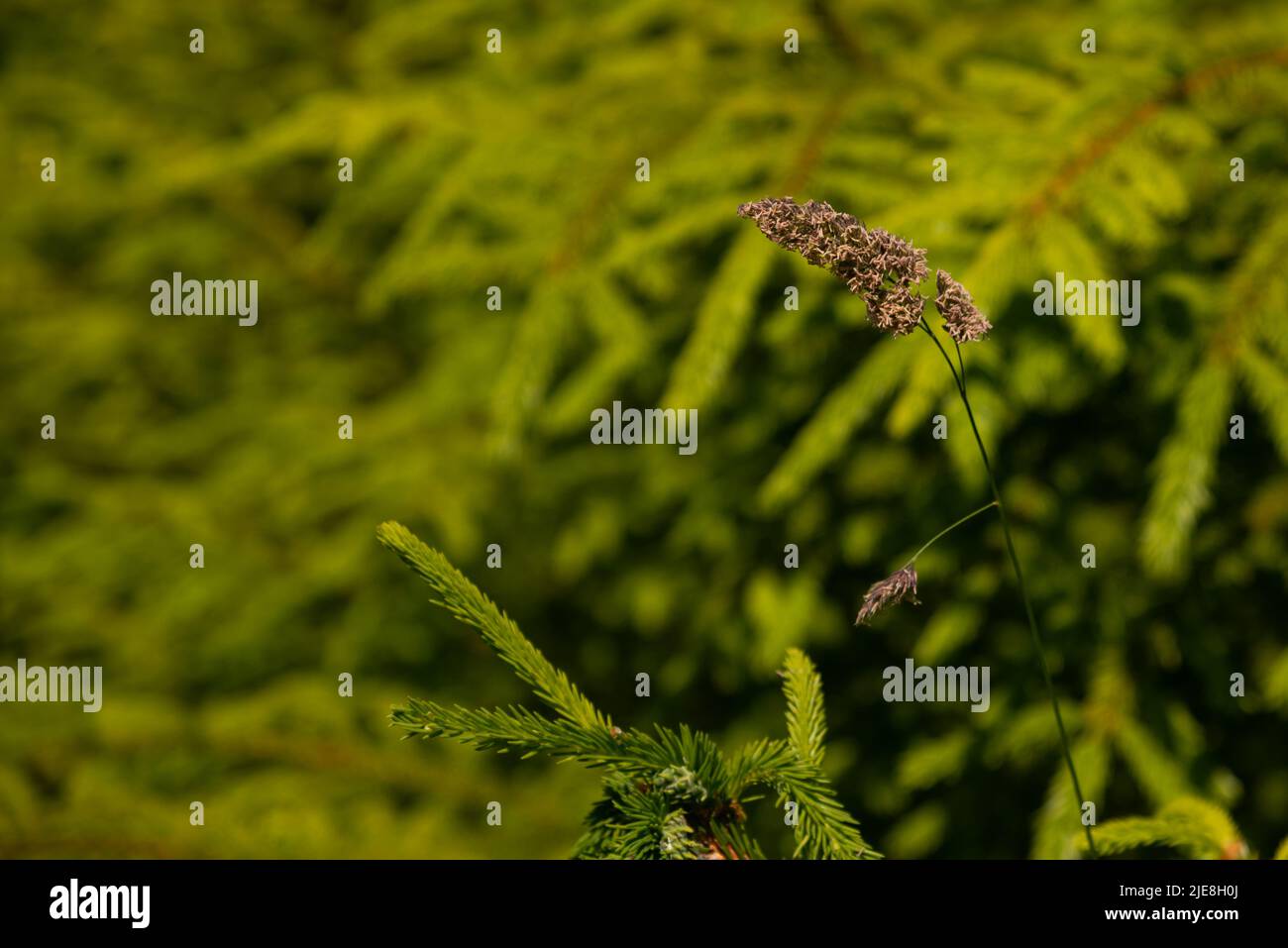 Reed pollen hi-res stock photography and images - Alamy