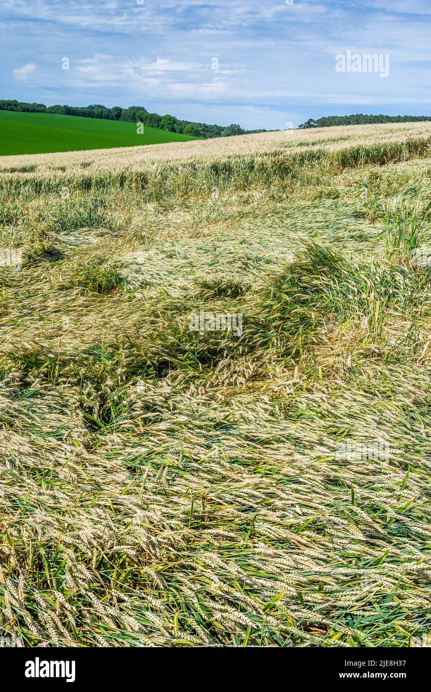 Cornfield with flatenned crops after heavy rainstorm - sud-Touraine ...