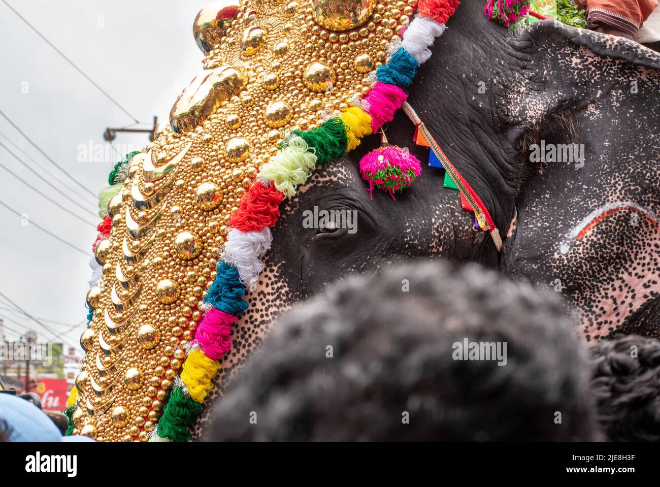 Thrissur Pooram Elephants trained and proud - Lovely beast Stock Photo ...
