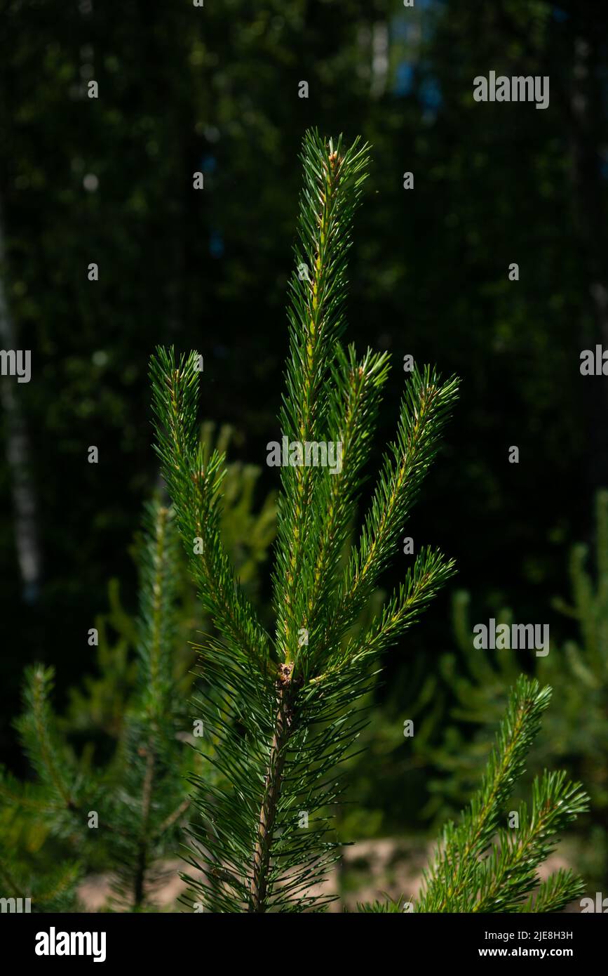 Spruce branch. Beautiful branch of spruce with needles. Christmas tree ...