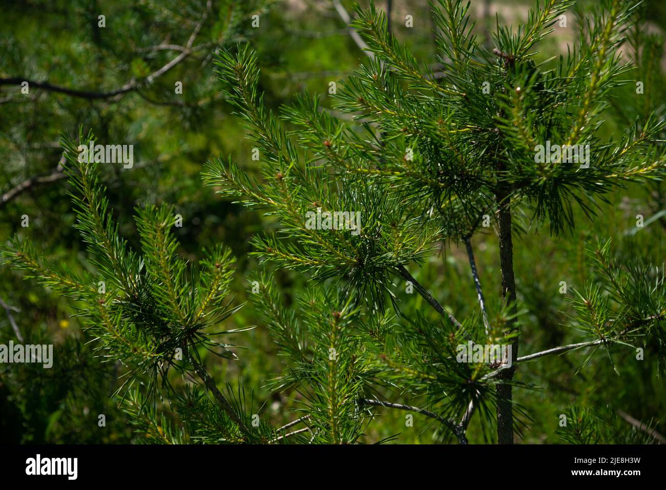 Christmas fir tree branches Background. Christmas pine tree wallpaper ...