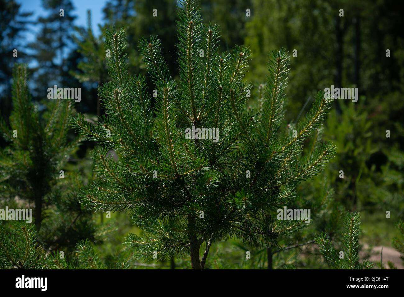 Christmas fir tree branches Background. Christmas pine tree wallpaper ...