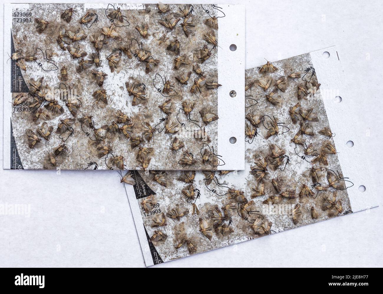 Indian flour moth hi-res stock photography and images - Alamy