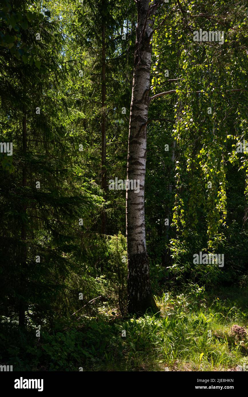 Deciduous tree temperate forests hi-res stock photography and images ...