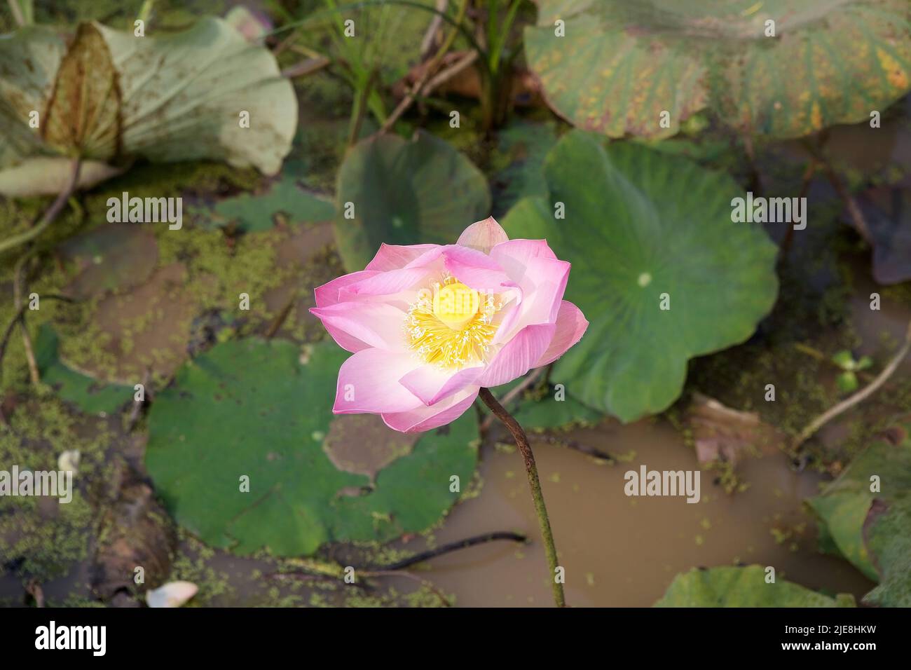 Lotus flower (Nelumbo nucifera) is an acquatic plant Stock Photo - Alamy