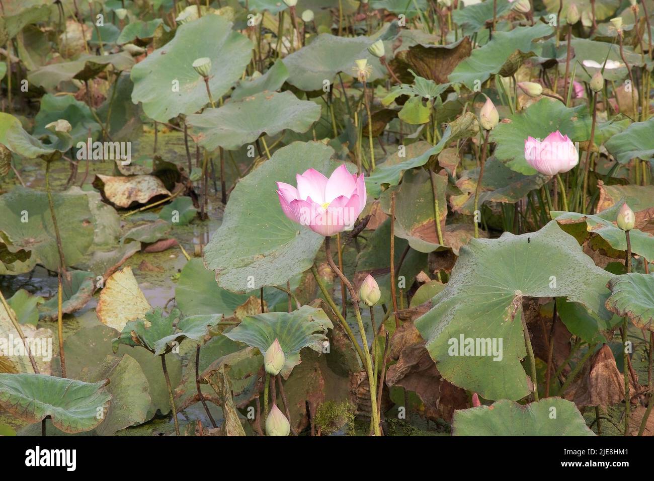 Lotus flower (Nelumbo nucifera) aquatic plant in the field Stock Photo ...