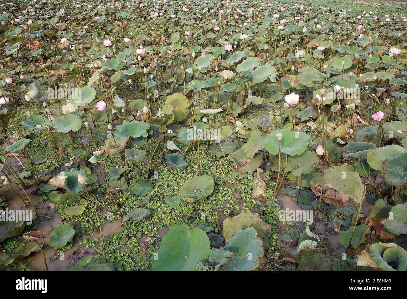 Lotus flower (Nelumbo nucifera) aquatic plant Stock Photo - Alamy