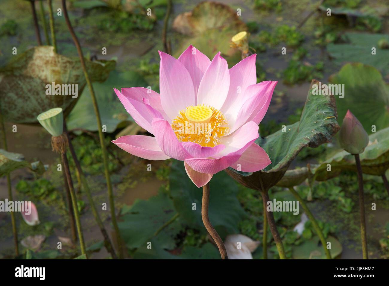 Lotus flower (Nelumbo nucifera) aquatic plant Stock Photo - Alamy