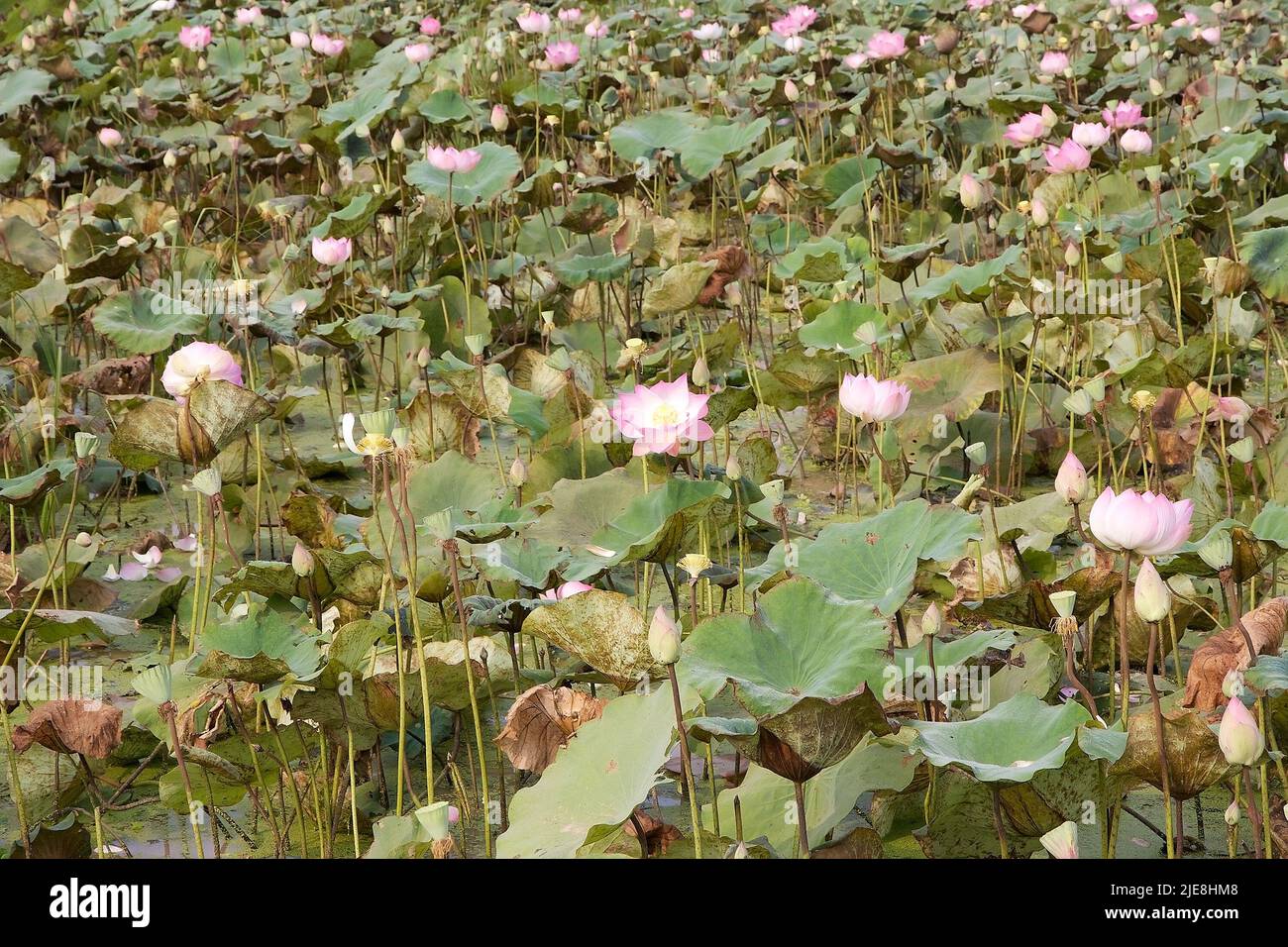 Lotus flower (Nelumbo nucifera) aquatic plant Stock Photo - Alamy