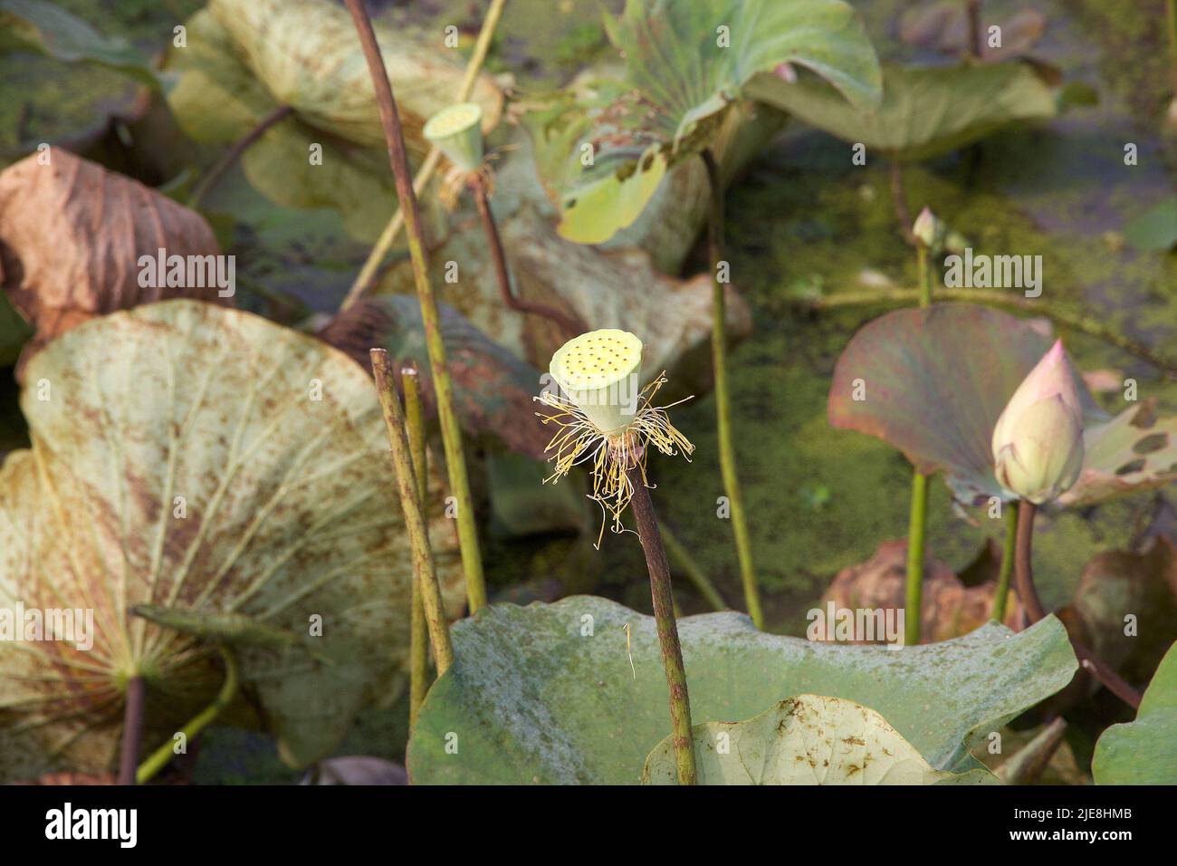 Lotus flower (Nelumbo nucifera) dried seeds head resemble the spouts of ...