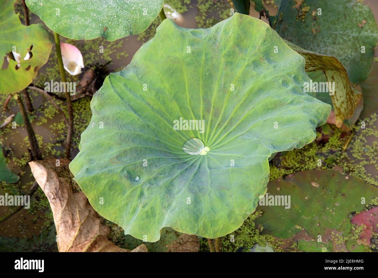 Leaf of Lotus flower (Nelumbo nucifera) with a drop of water Stock ...