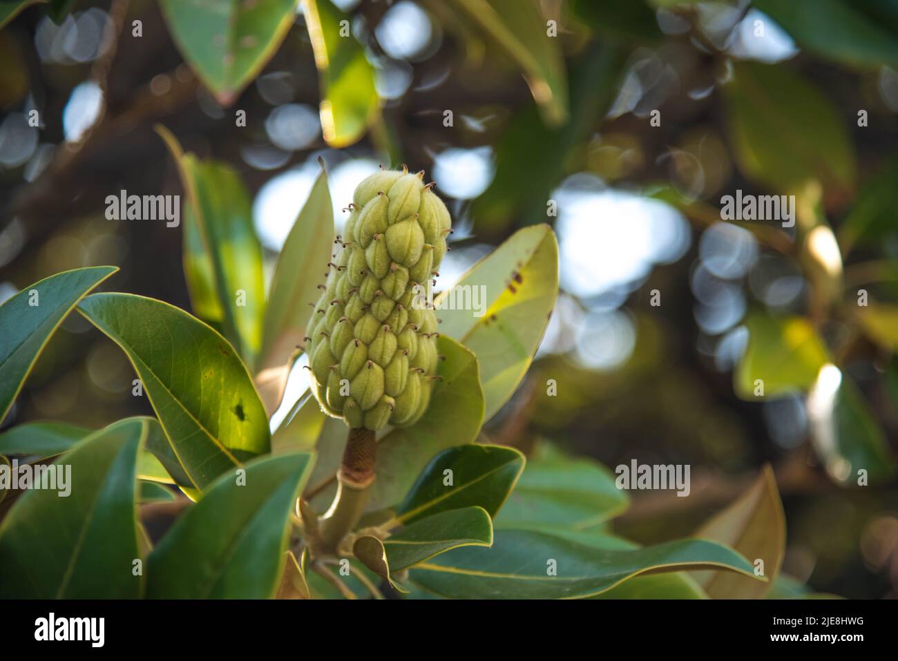 Magnolia grandiflora fruit hi-res stock photography and images - Alamy