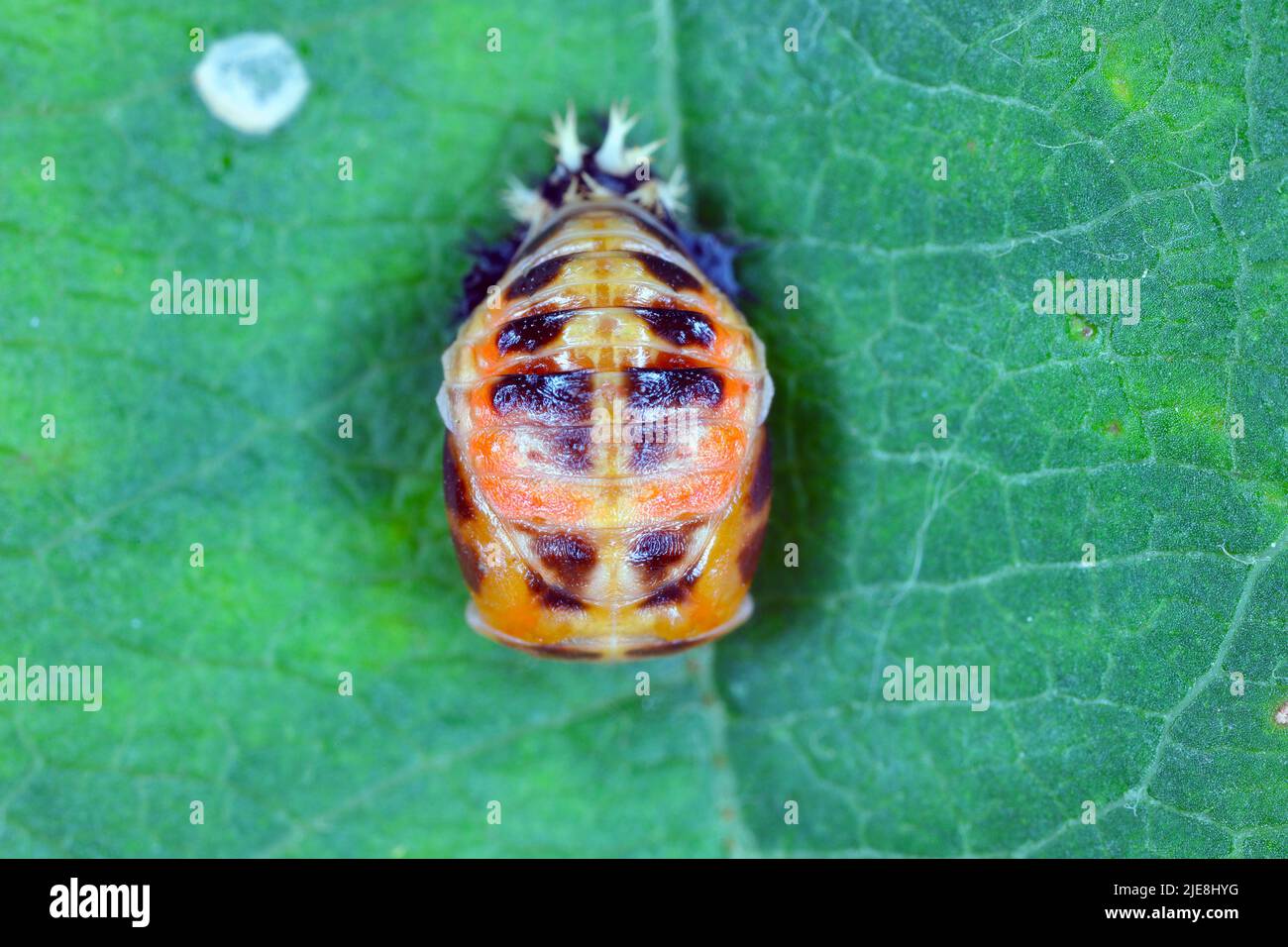 A ladybug pupa on a leaf. View from above Stock Photo - Alamy