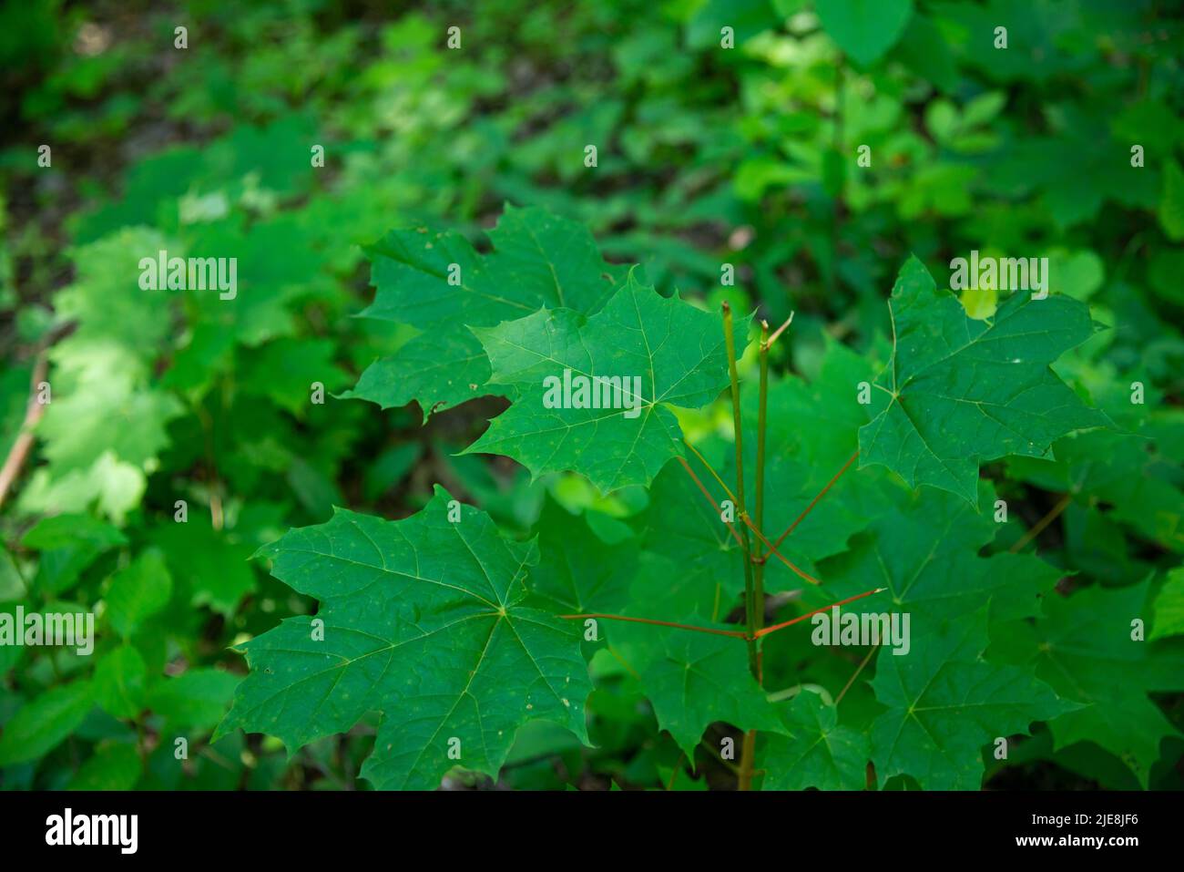 Green Lush Natural Background of Sycamore Leaves. Maple Leaves Frame ...