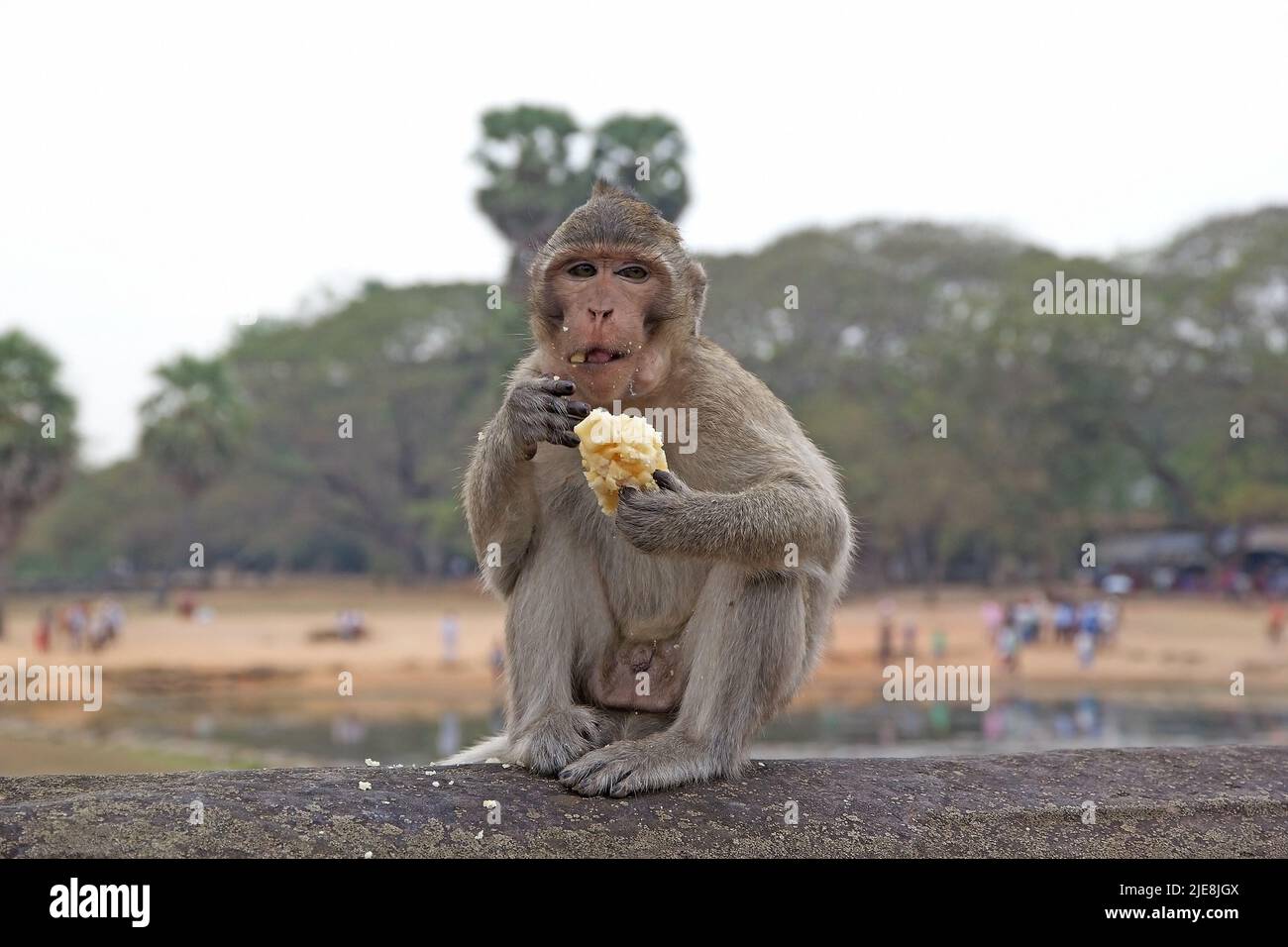 Macaque monkey (Bonnet macaque) is eating on the balaustrades at Angkor Wat, Siem Reap, Cambodia ...