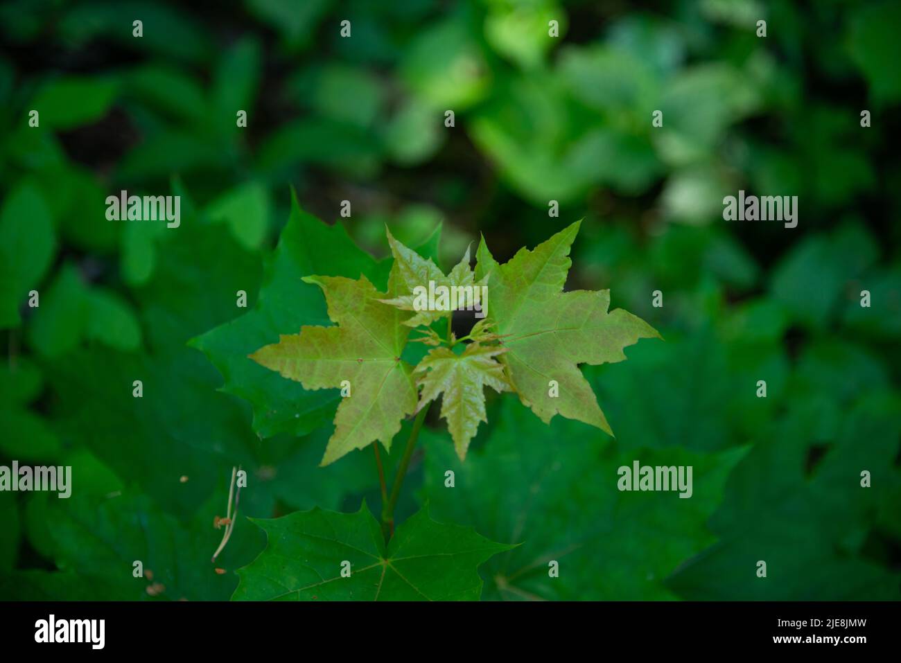 Green Lush Natural Background of Sycamore Leaves. Maple Leaves Frame ...