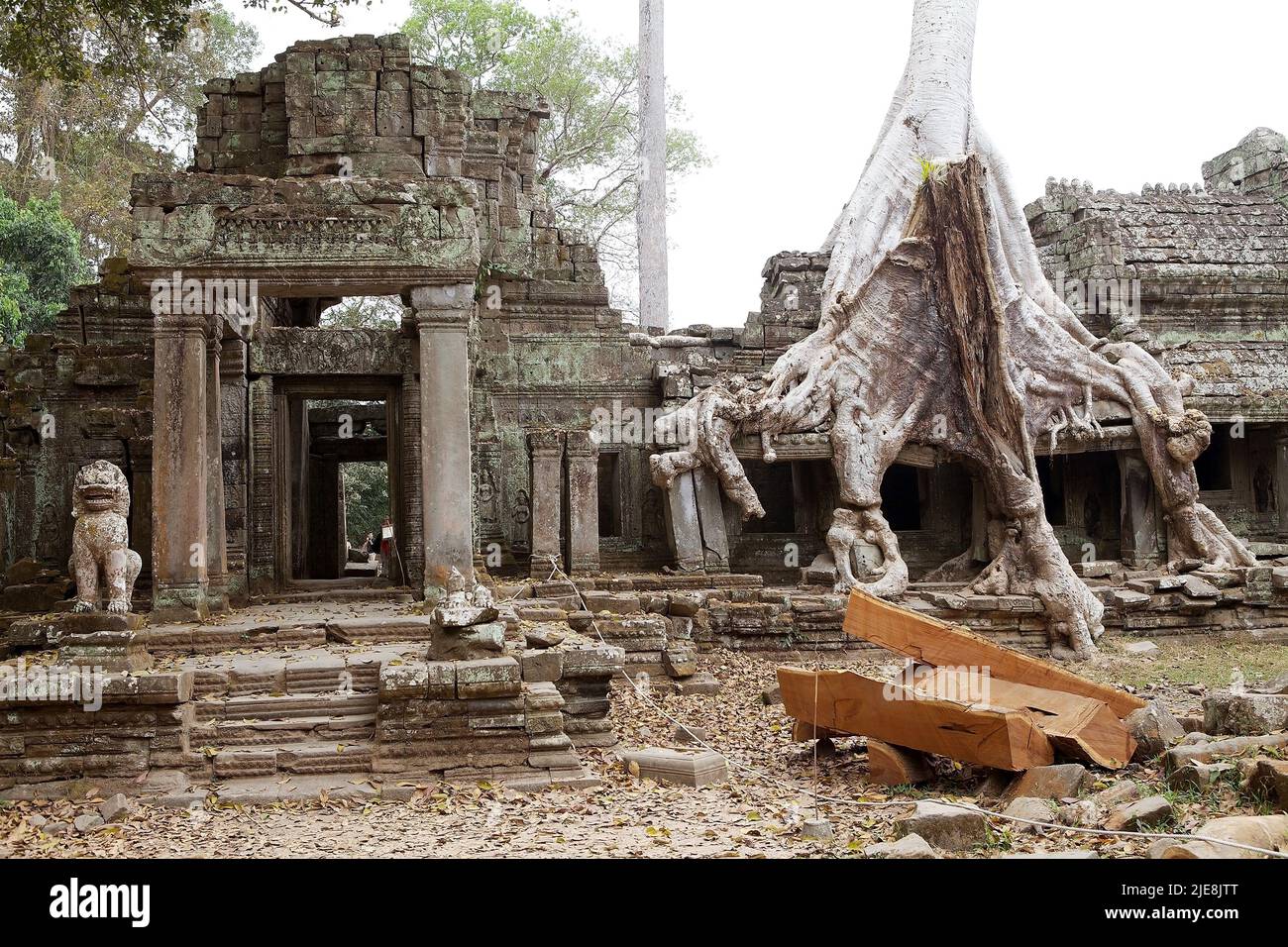 Tree roots on the gallery vault at the Preah Khan temple ruins, Angkor ...