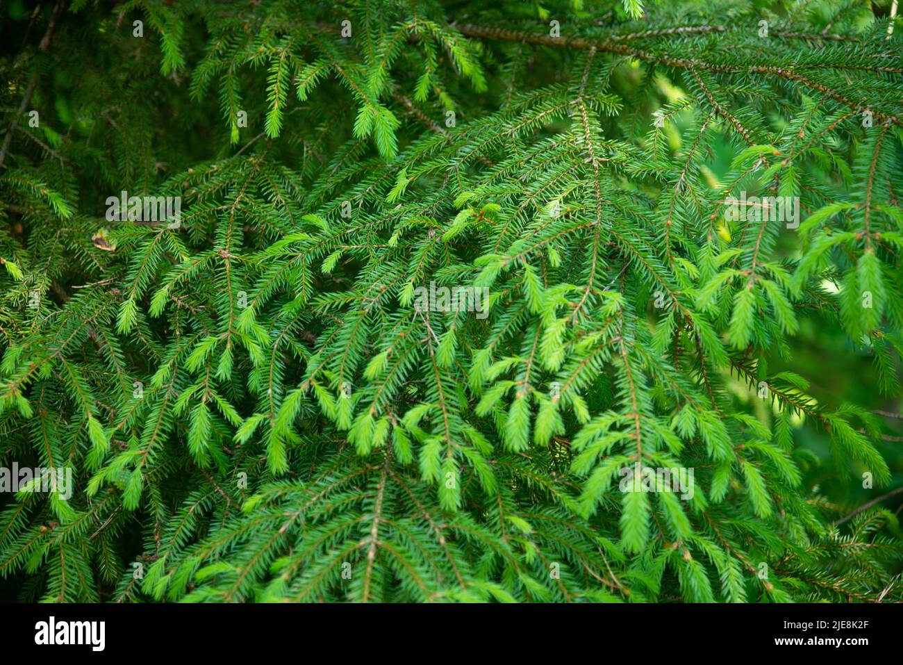 Soft focus and close up of the branches of a green spruce against the ...