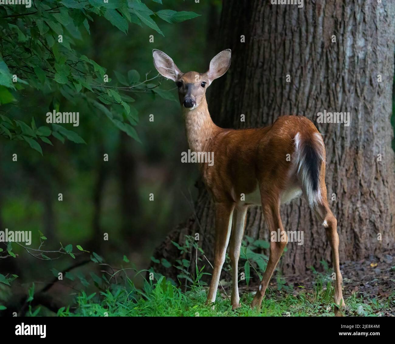 Whitetail deer doe hi-res stock photography and images - Alamy