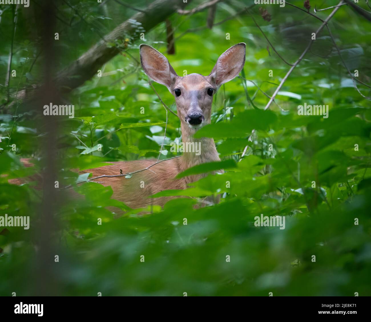 White tailed doe hi-res stock photography and images - Alamy
